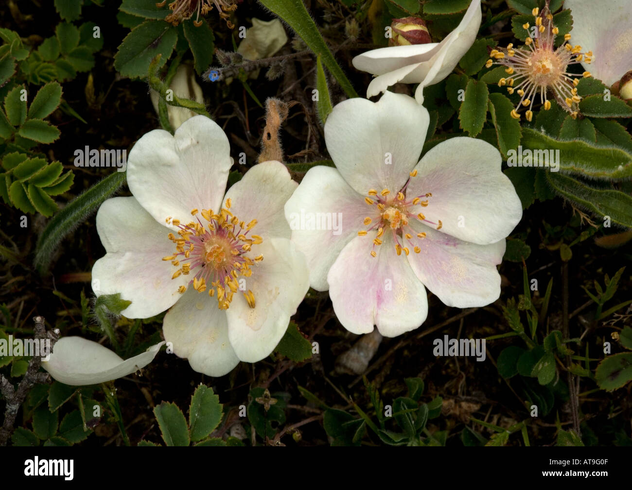 Burnet rose in attractive pink coastal form on dunes. Rosa ...