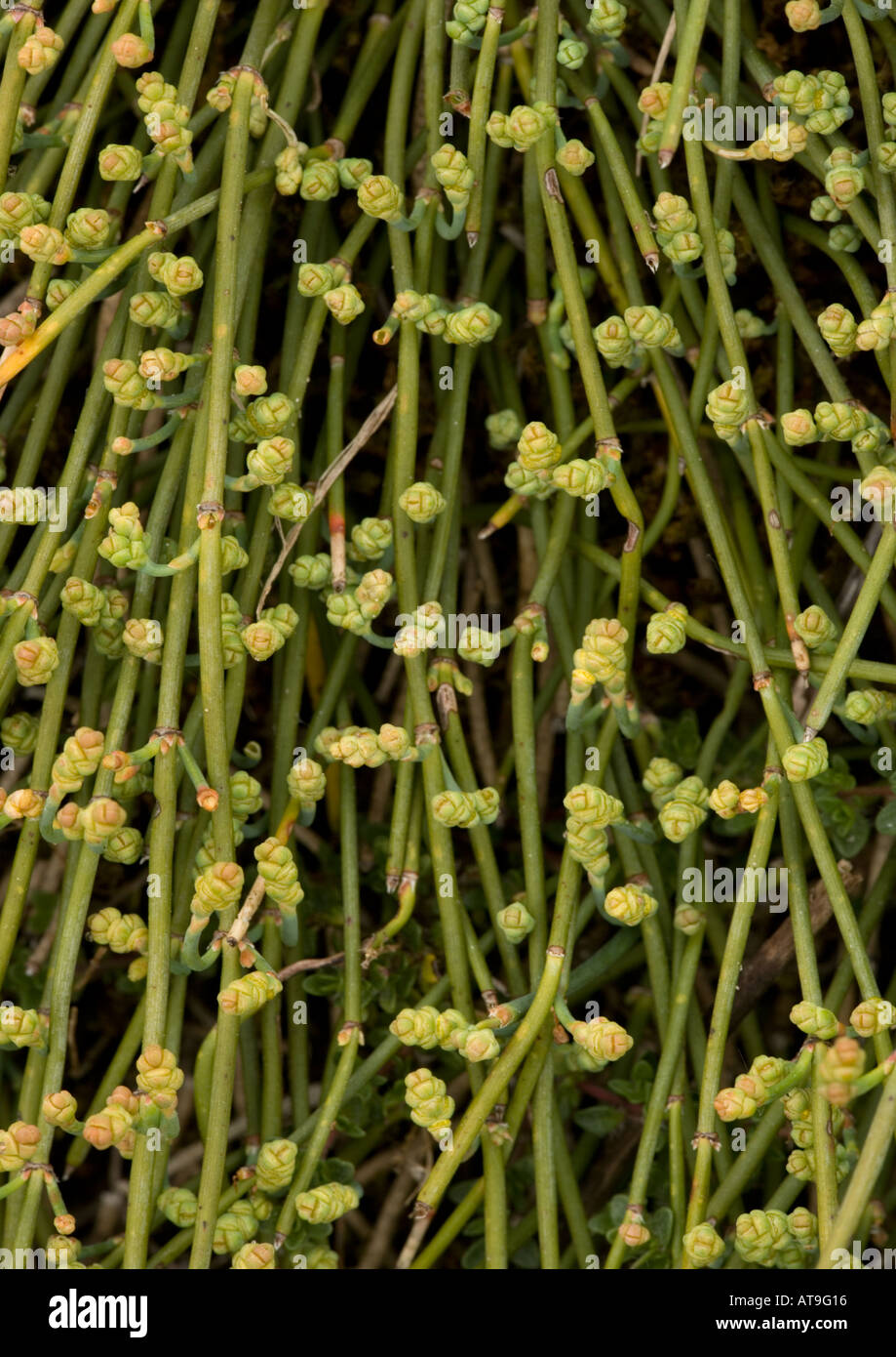 Ephedra distachya ssp distachya hi-res stock photography and images - Alamy