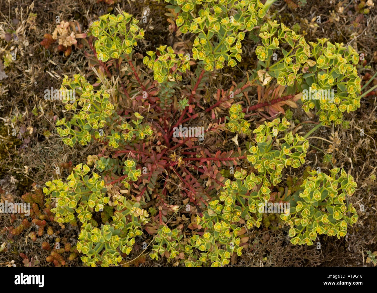 Portland spurge on sand dunes Euphorbia portlandica Stock Photo - Alamy