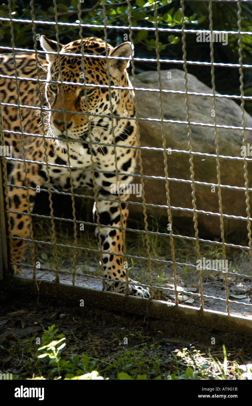 Cats in cage animals in captivity High Resolution Stock Photography and ...