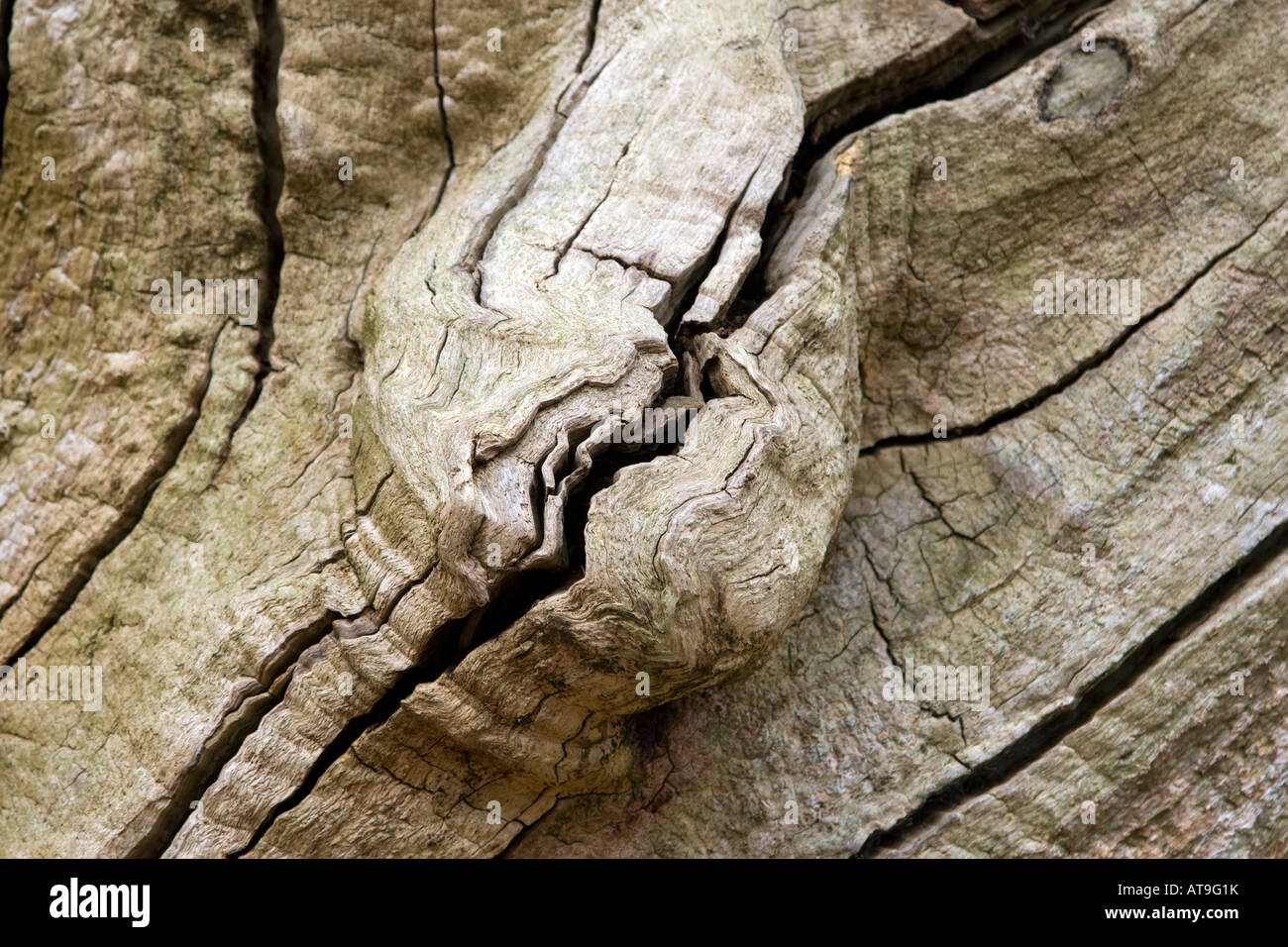 Cracks in the trunk of an old tree Stock Photo - Alamy