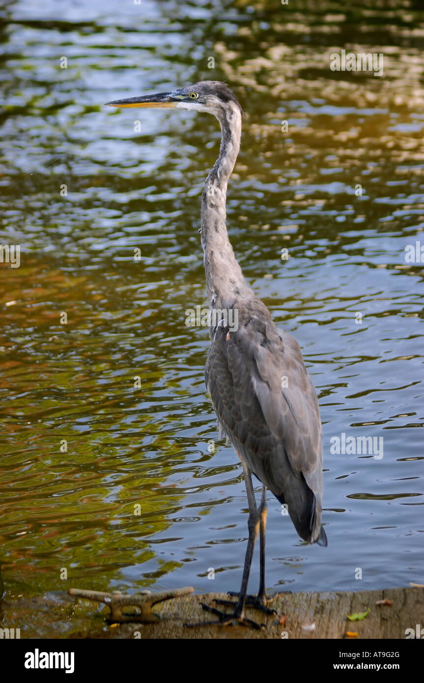 An immature Great Blue Heron Stock Photo - Alamy