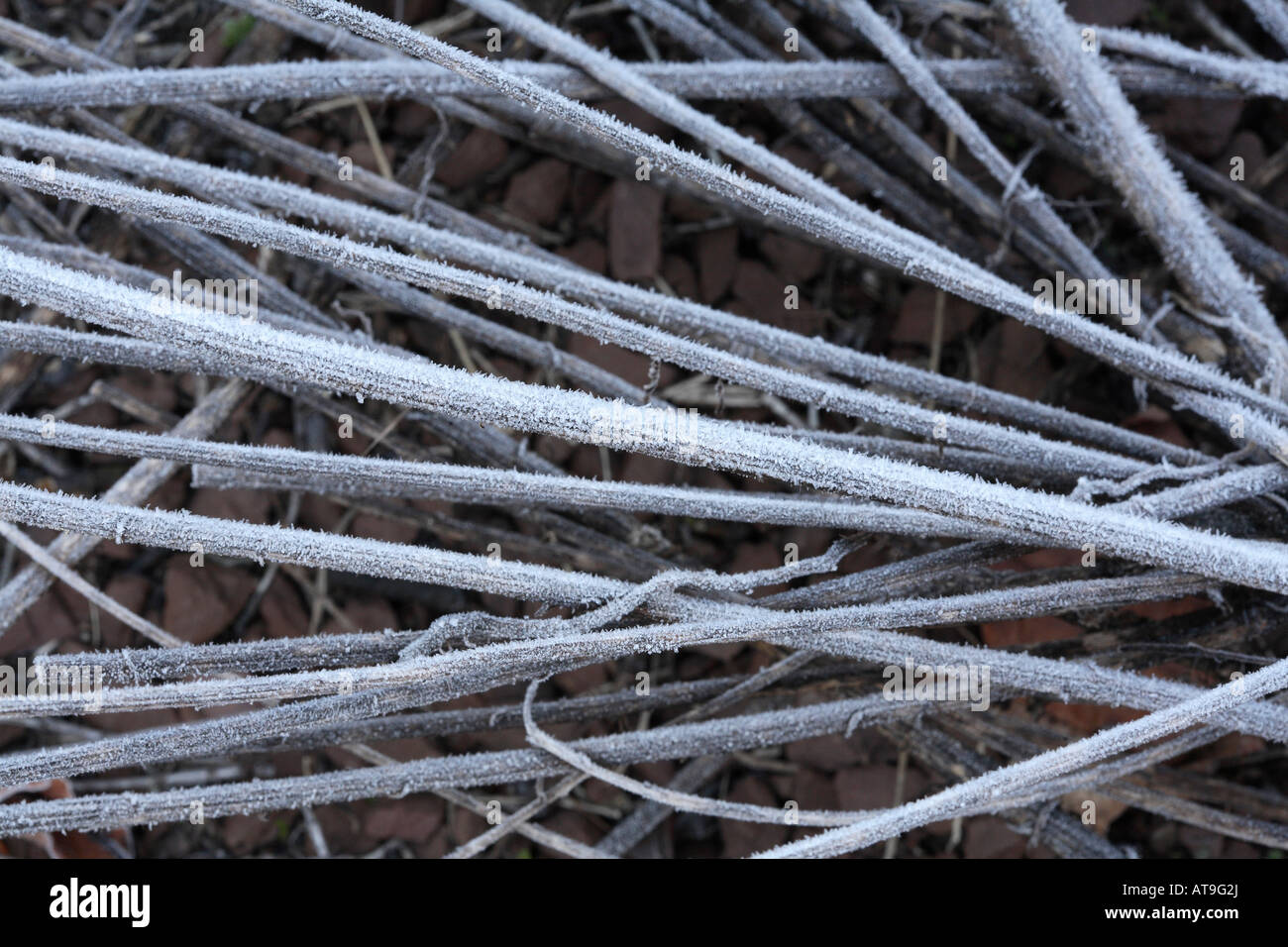 pile of thin blue gray dead sticks with heavy frost of small ice ...