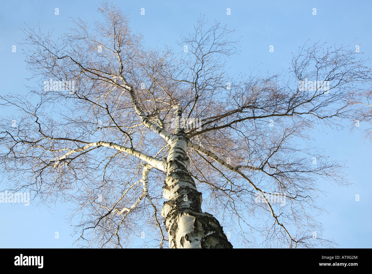 Birch Tree Upwards Look High Resolution Stock Photography and Images ...