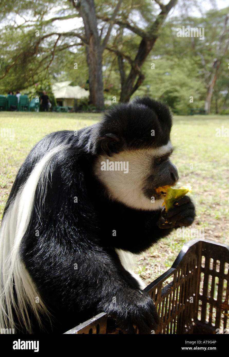 Nairobi born hi-res stock photography and images - Alamy