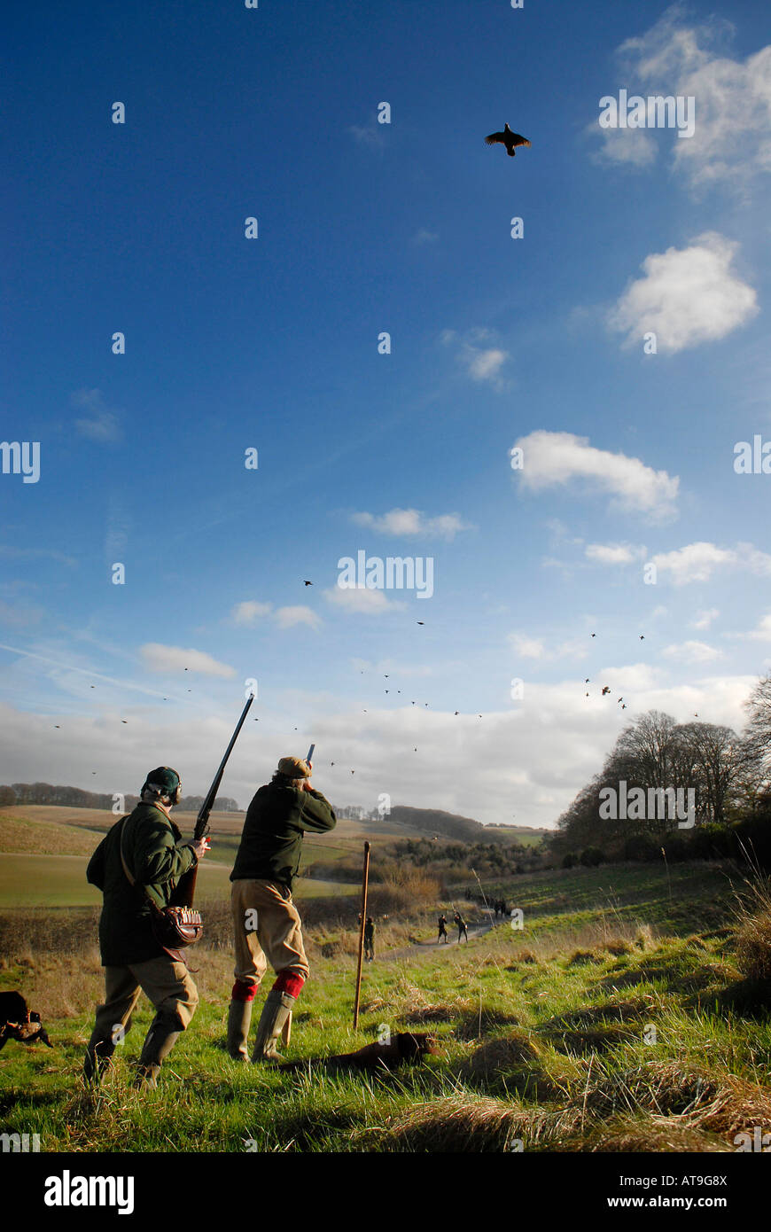 pheasant shoot in the wiltshire countryside Stock Photo - Alamy