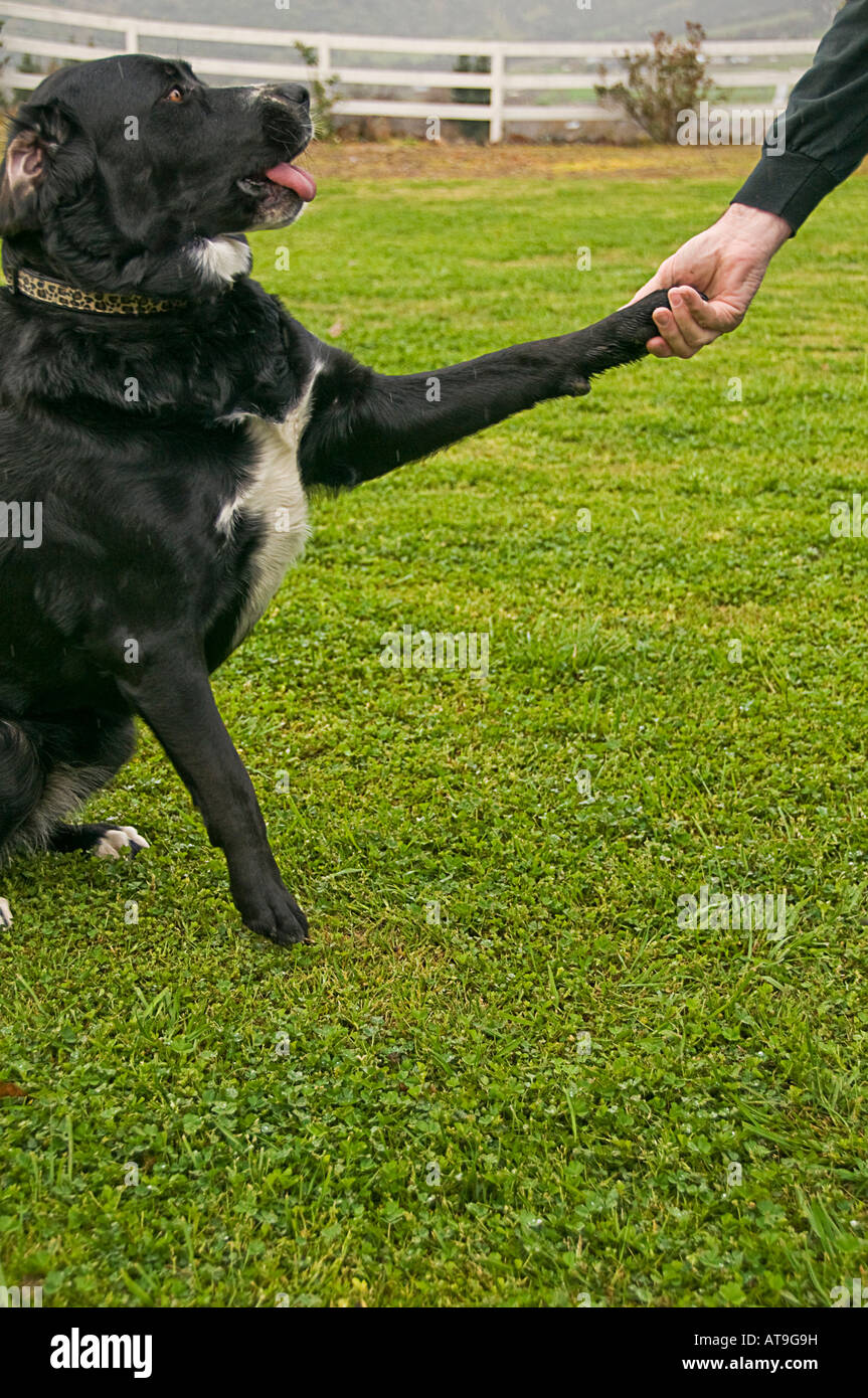 Dog Shaking Man's Hand Stock Photo - Alamy