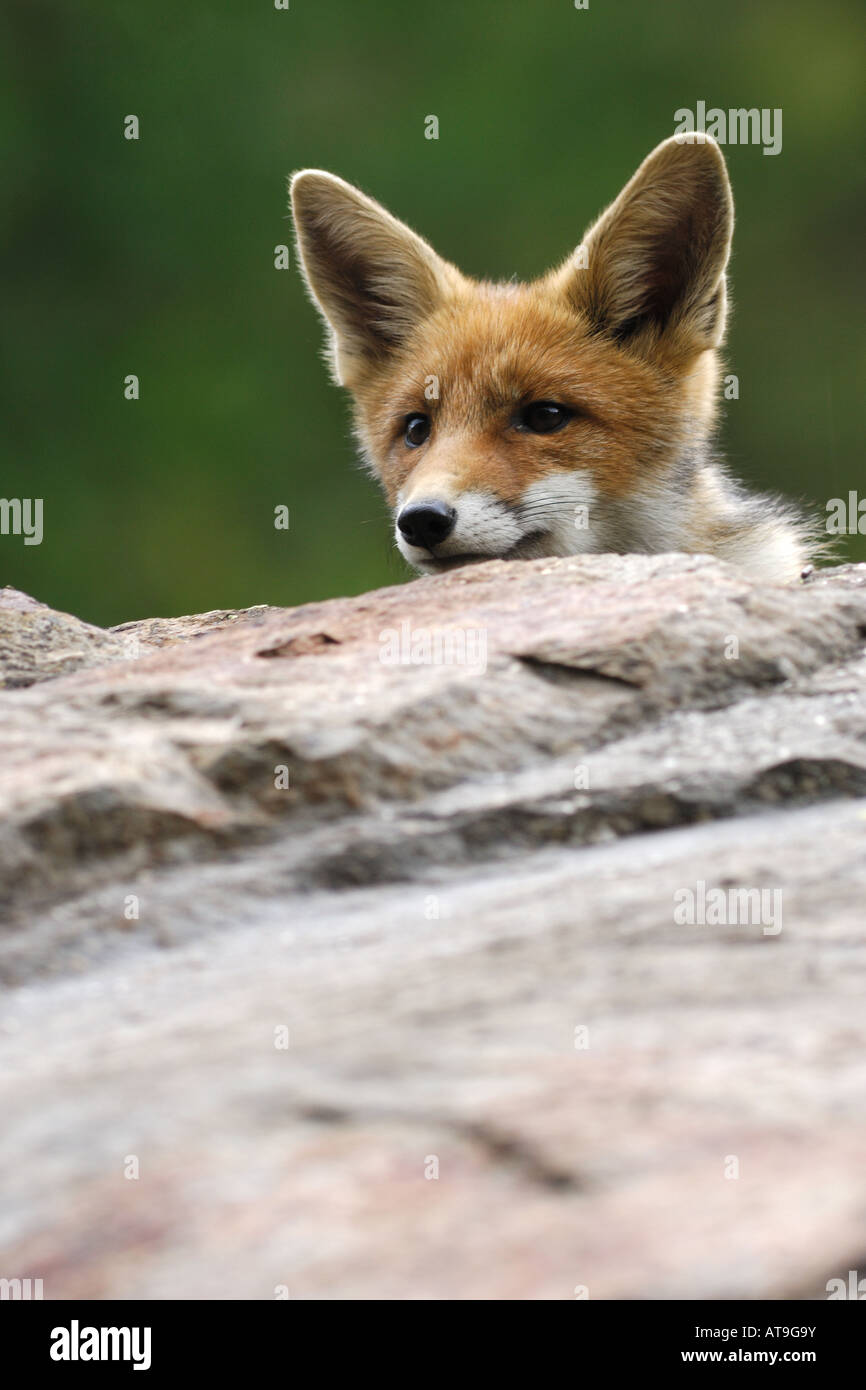 red fox canidae mammal mountain wood Italy volpe rossa Vulpes vulpes ...