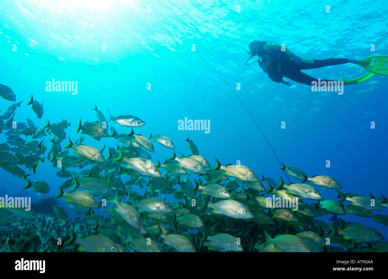 Schooling grunts and woman diver at Turtle Rocks dive site Bahamas ...