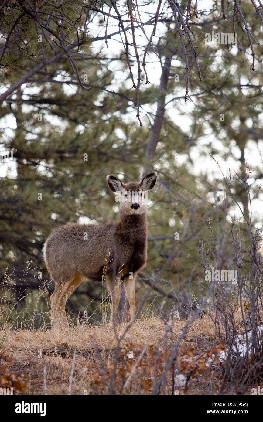 Lone Colorado Doe Stock Photo - Alamy