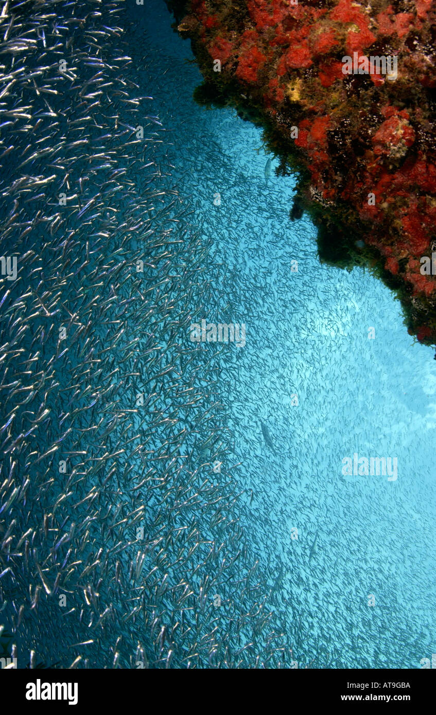 Coral reef underwater bahamas hi-res stock photography and images - Alamy