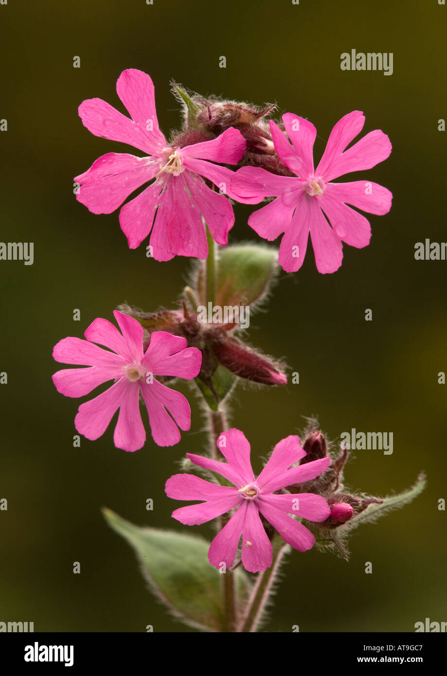 Lychnis dioica hi-res stock photography and images - Alamy