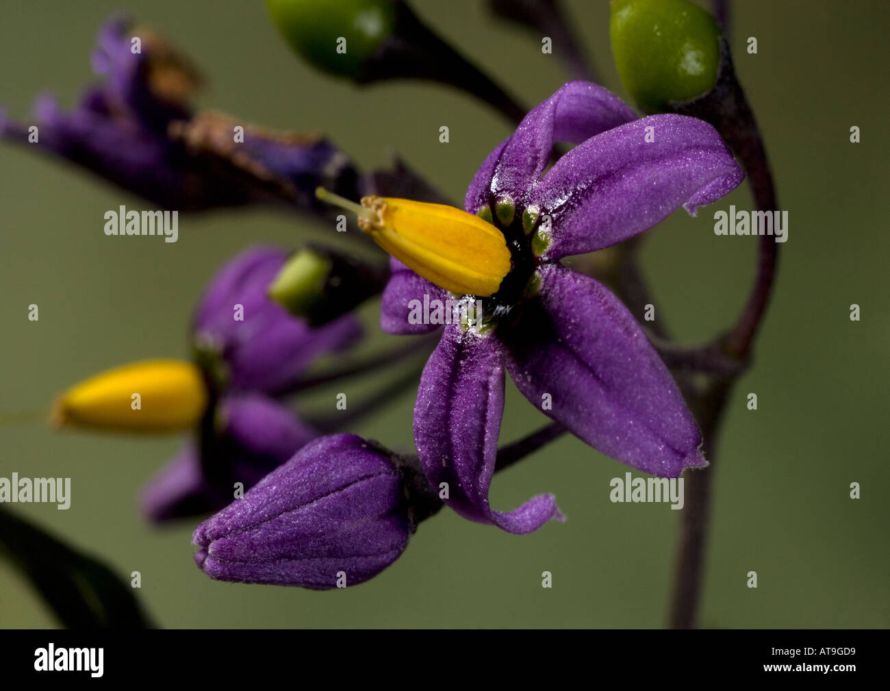 Purple yellow flower nightshade solanum hi-res stock photography and ...