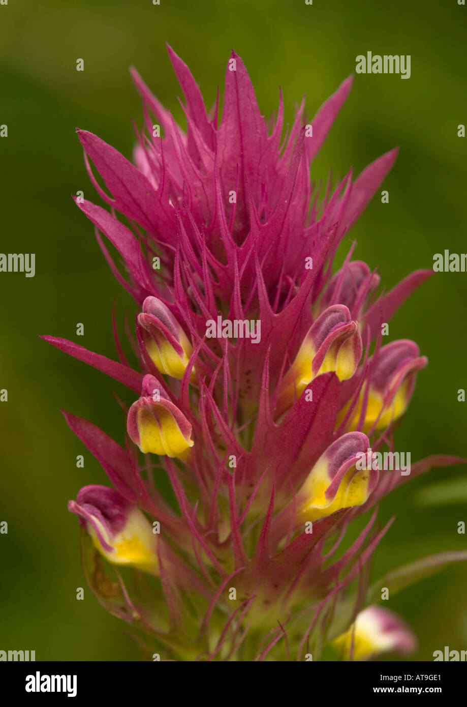 Field cow wheat Very rare in UK Melampyrum arvense Stock Photo - Alamy