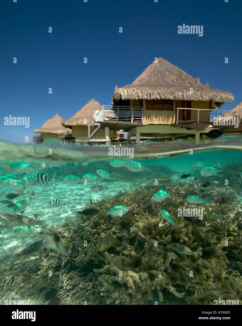 Under over tropical fish in lagoon Bora Bora Beachcomber French ...