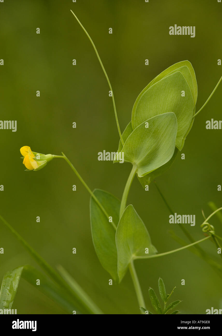 Yellow vetchling (Lathyrus aphaca Stock Photo - Alamy