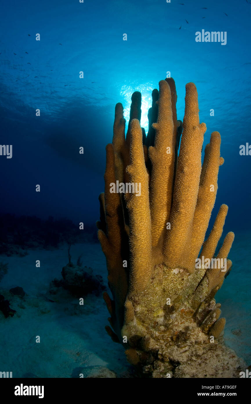 Pillar coral with boat on surface The Crack divesite Provo Turks Caicos ...