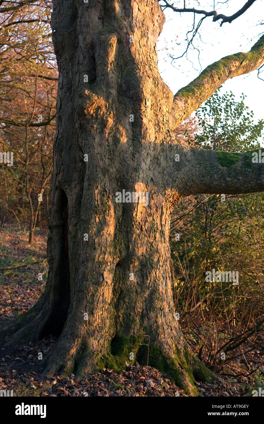 Chesham park hi-res stock photography and images - Alamy