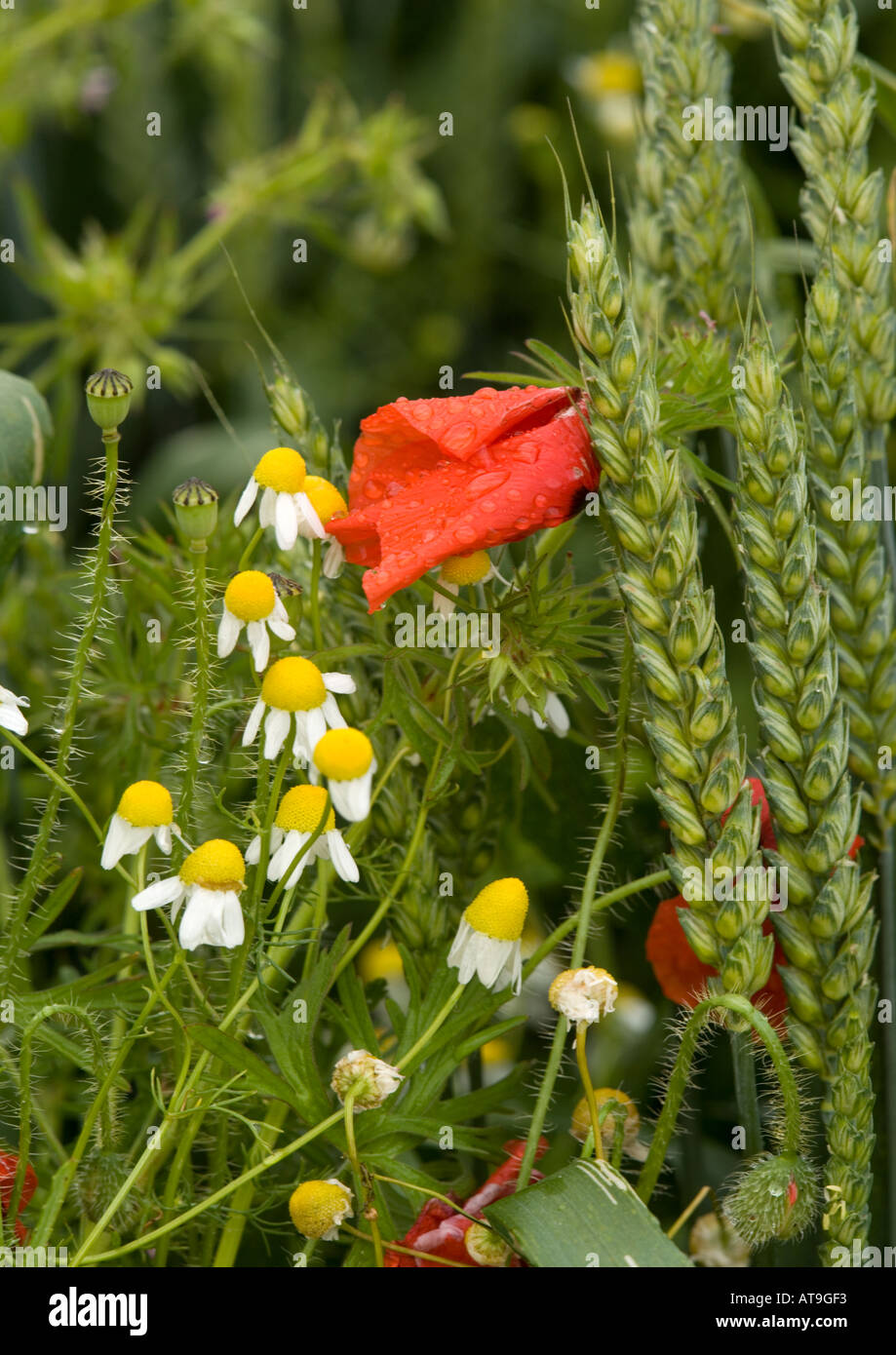 Scented mayweed in cornfield Arable weed With common poppies ...