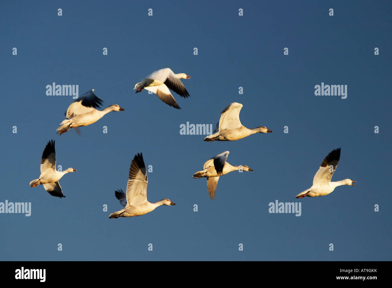 Seven migrating snow geese landing Stock Photo - Alamy