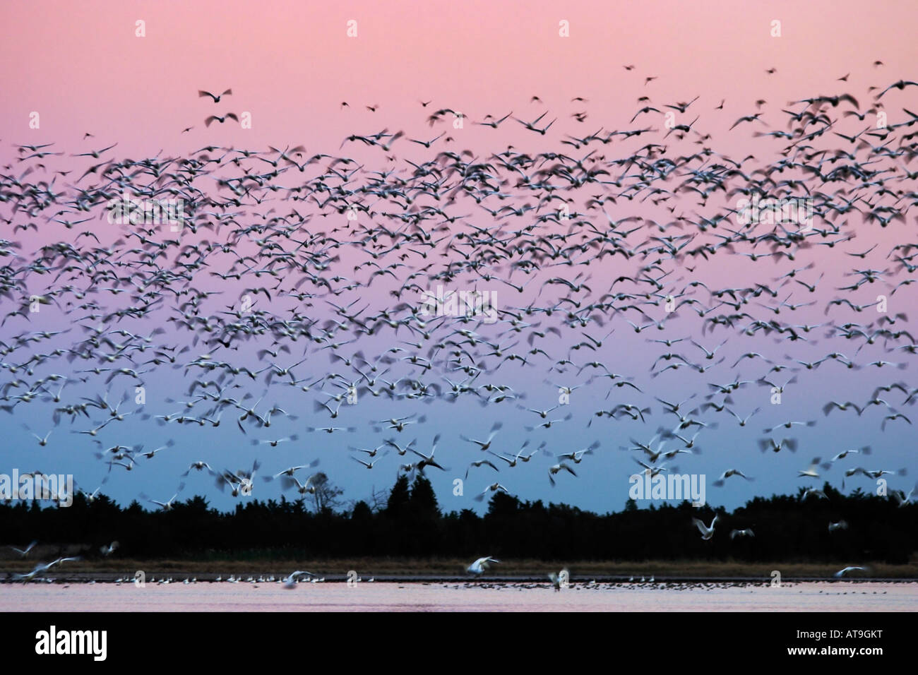 Migrating snow geese flock Stock Photo - Alamy