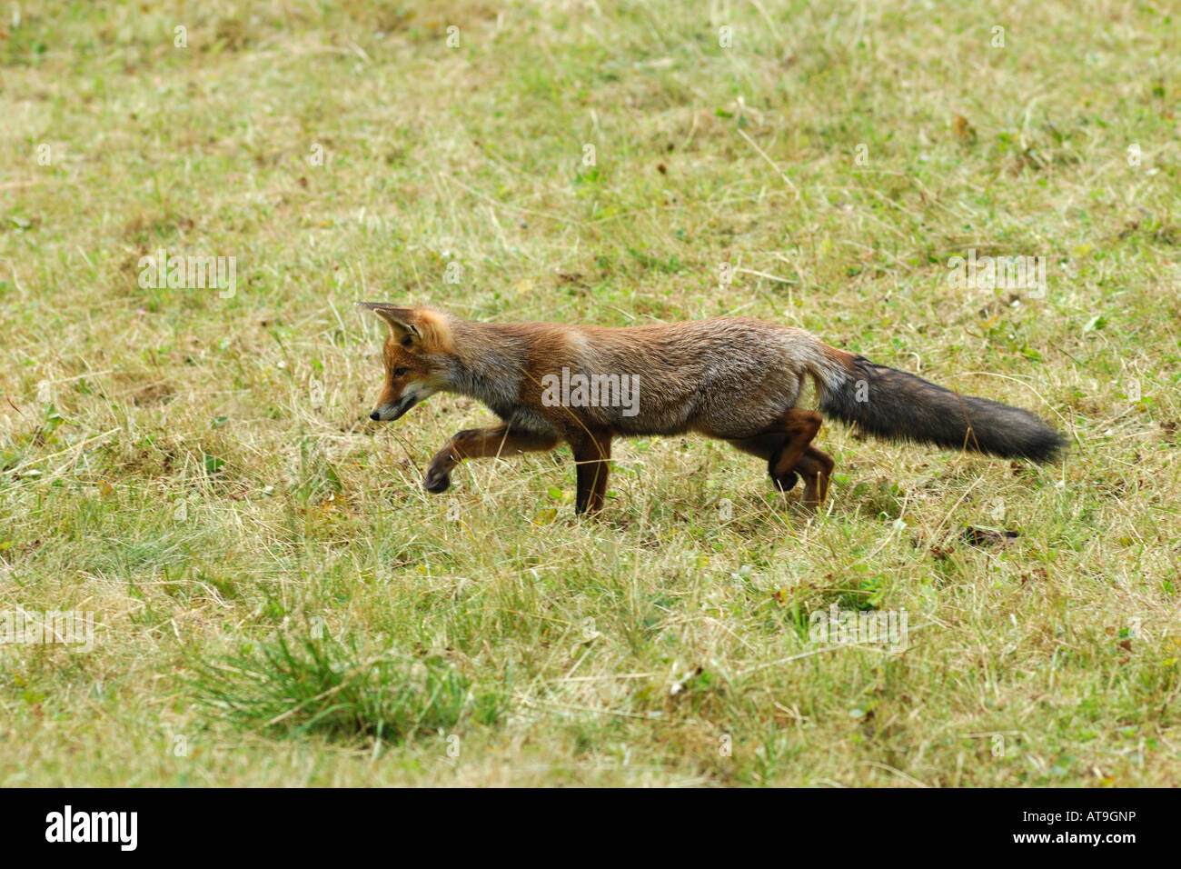 red fox canidae mammal mountain wood Italy volpe rossa Vulpes vulpes ...