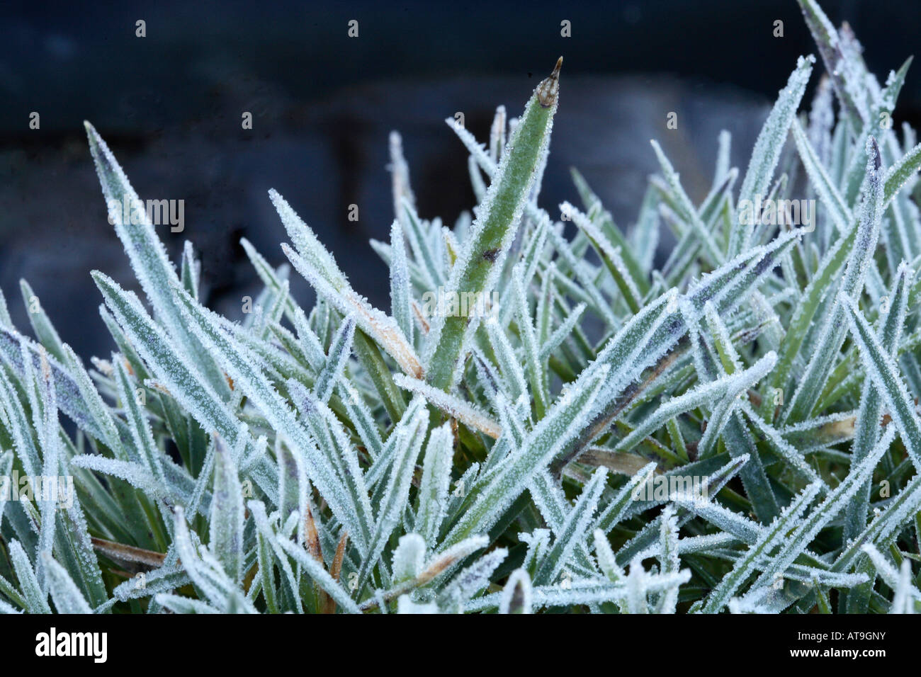 Strap shaped leaves hi-res stock photography and images - Alamy