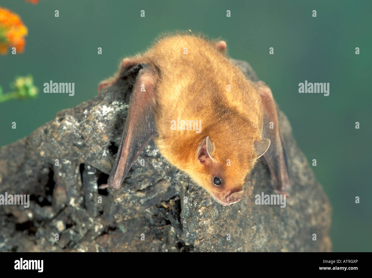 Lilys Yellow-shouldered Bat Sturnira lillium Alamos Sonora Mexico ...