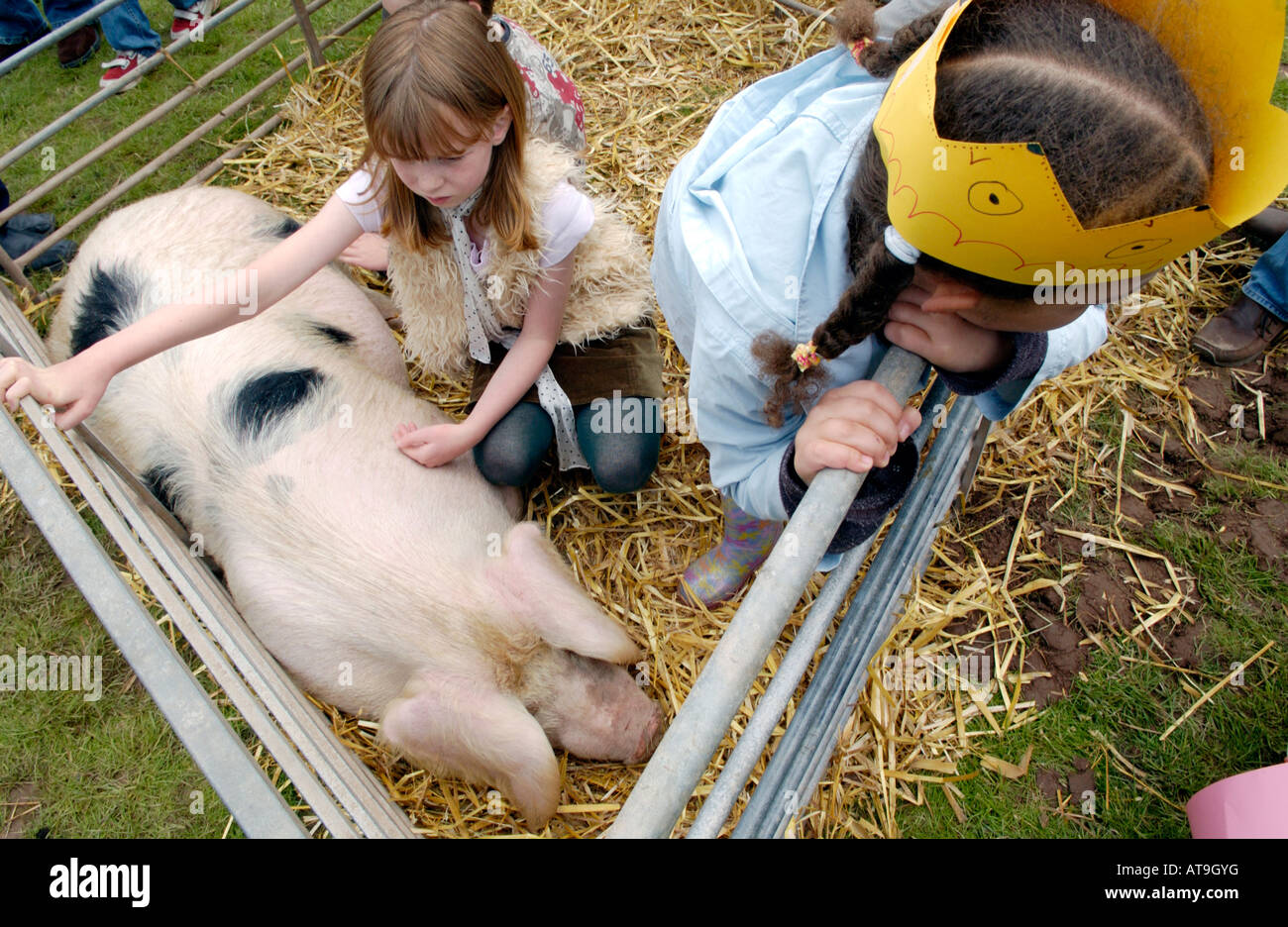 Children in pen with Gloucester Old Spot pig at The Guardian Hay ...