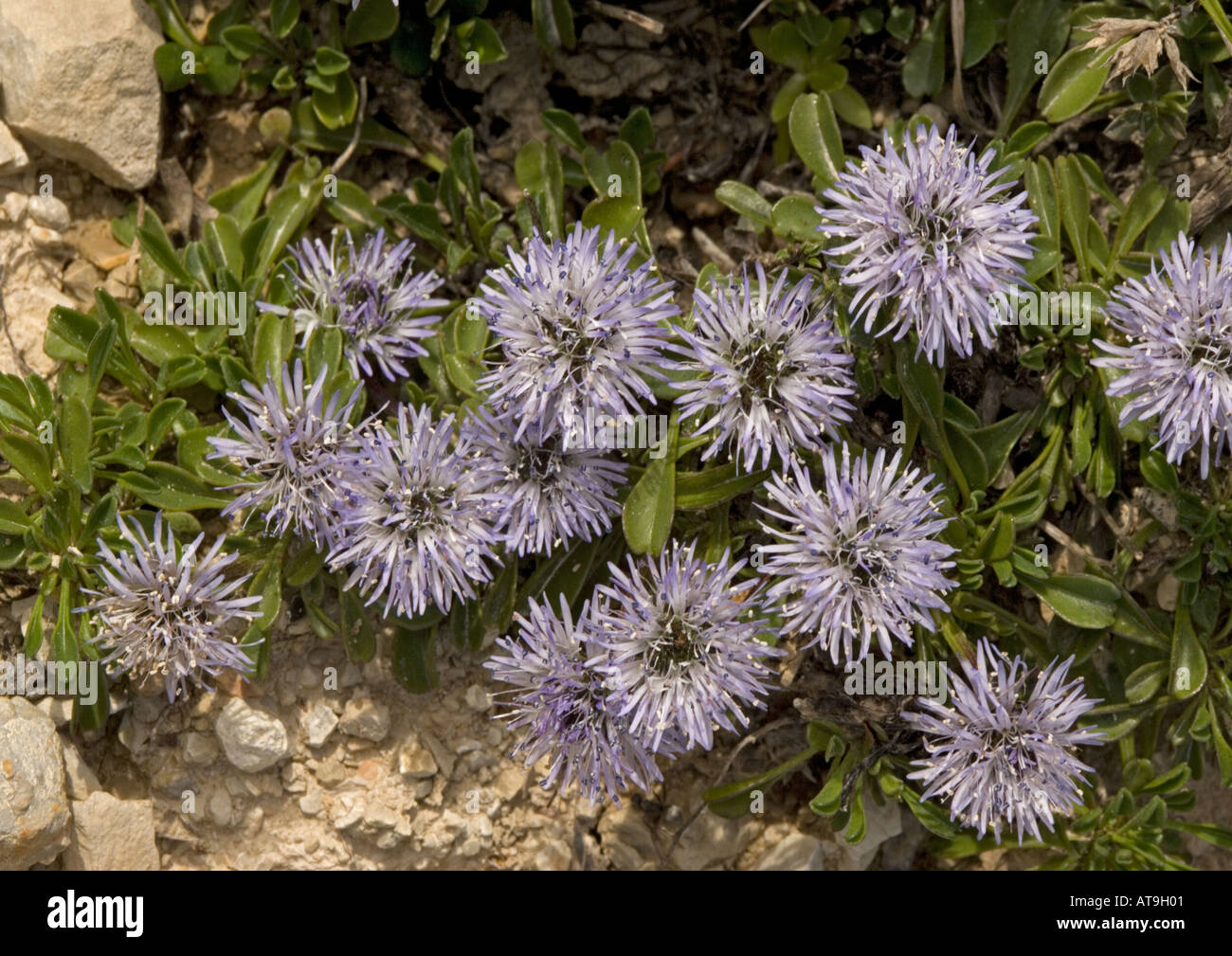Matted globularia Alpine flower on limestone. Globularia repens Stock ...