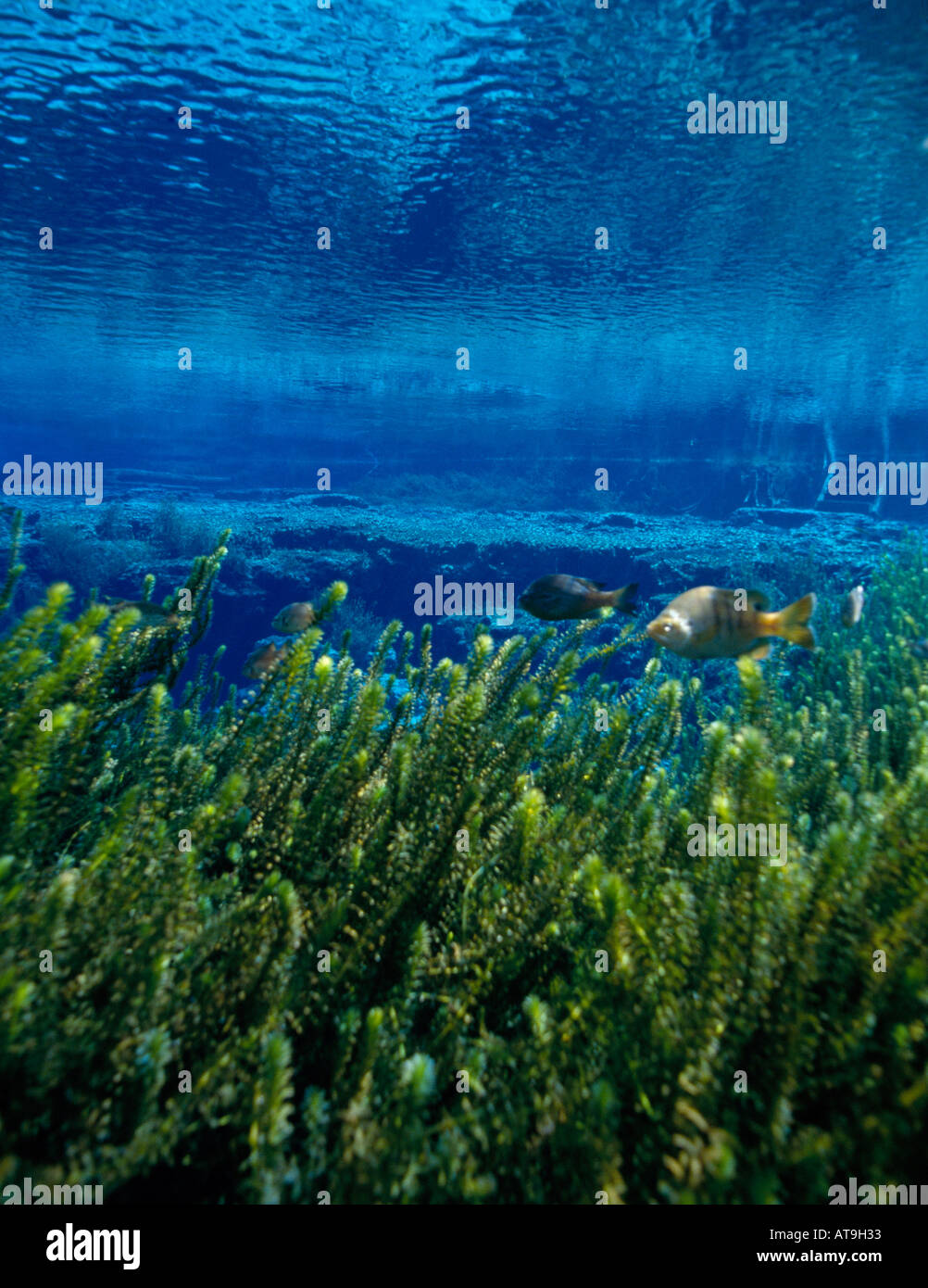 FL Ginnie Springs green vegetation manatee feeding grazing underwater ...