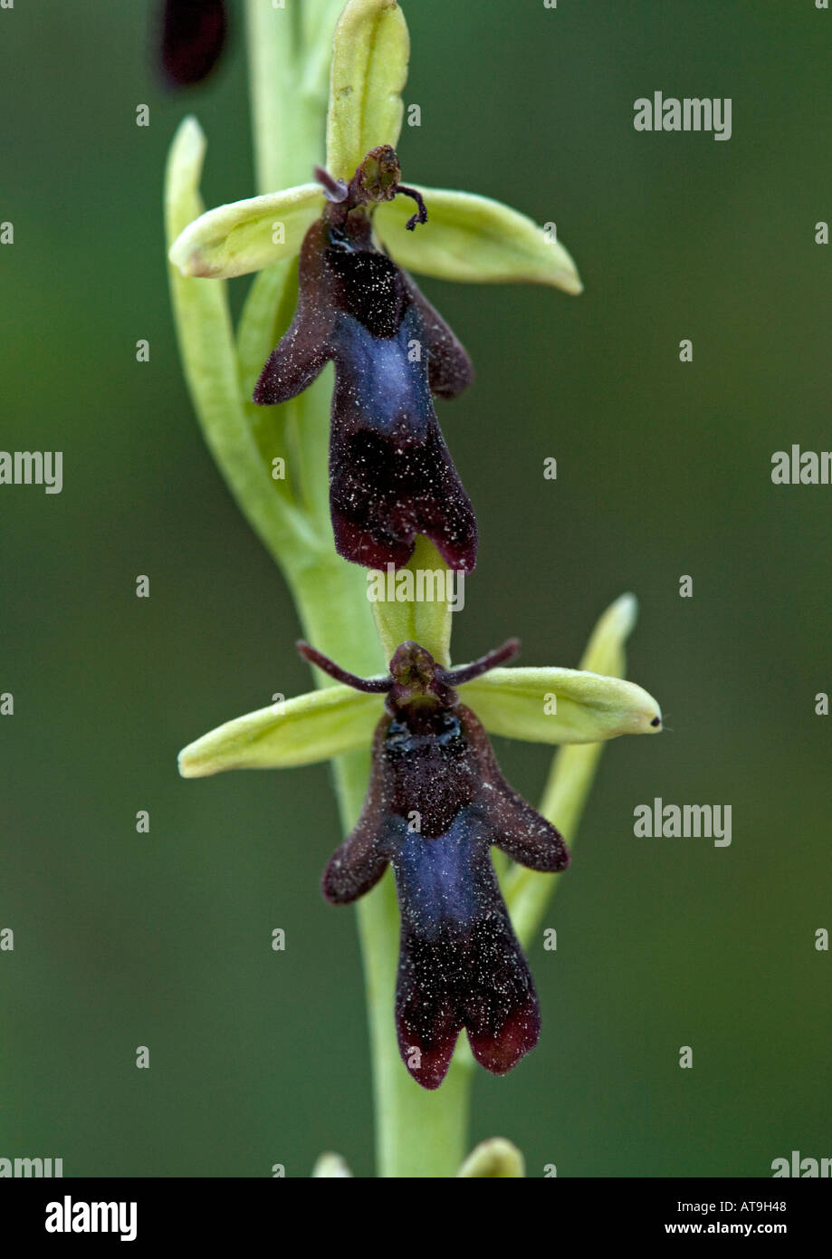 Fly orchid flowers, Insect mimic Ophrys insectifera Stock Photo - Alamy