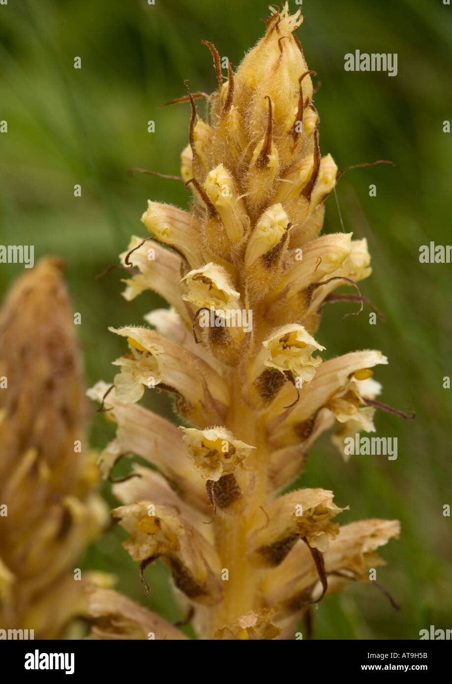 Ivy broomrape in flower. Parasite on ivy Orobanche hederacea Stock ...