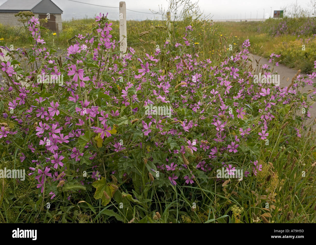 Common mallow en masse Malva sylvestris Stock Photo - Alamy