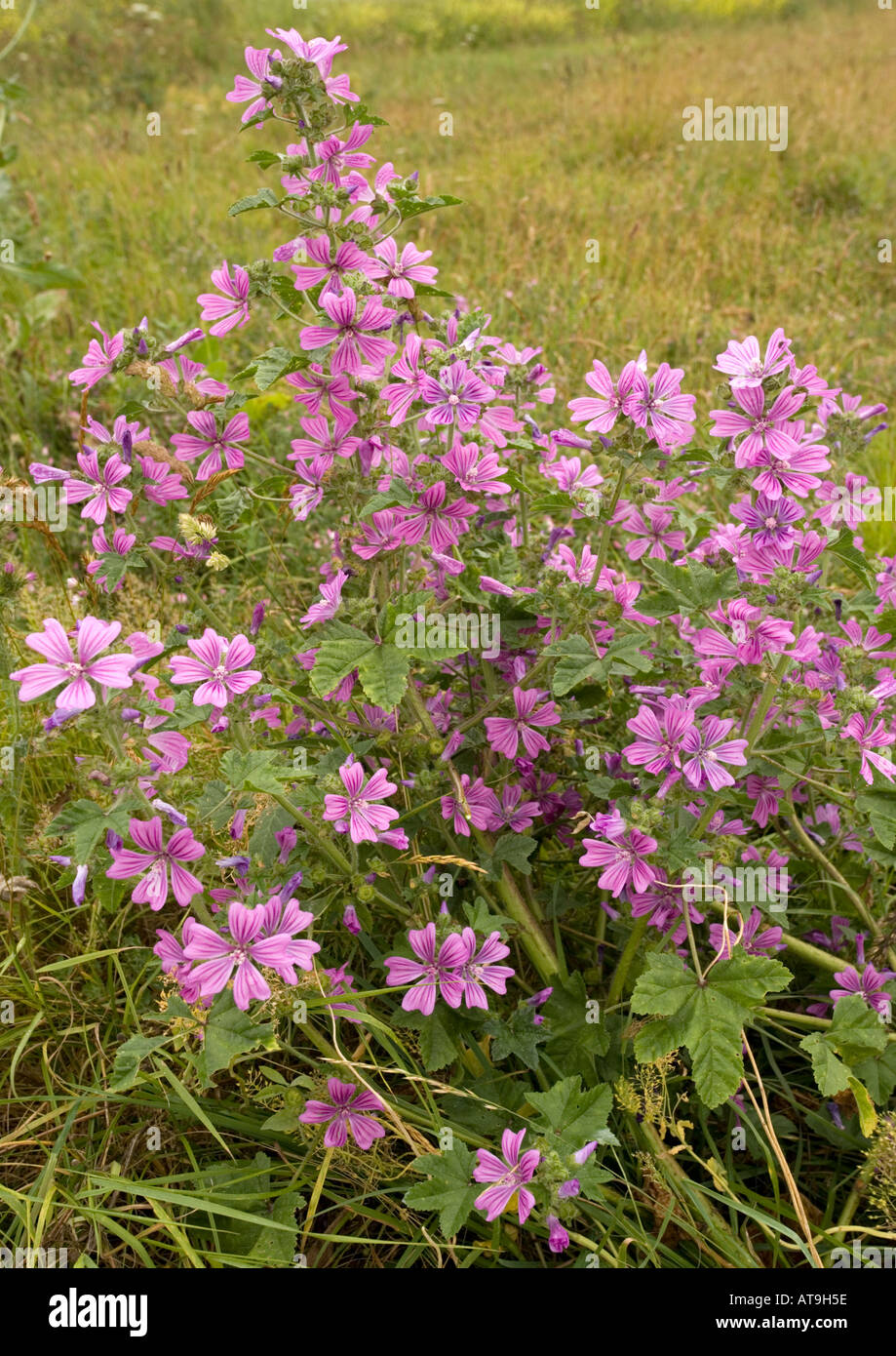 Common mallow pink flowers hi-res stock photography and images - Alamy
