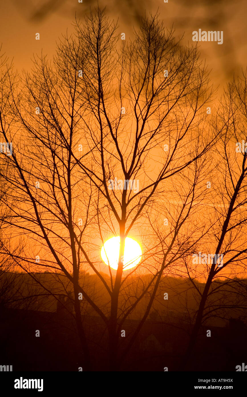 Ambient and evocative red sunset behind a tree showing filigree branch ...