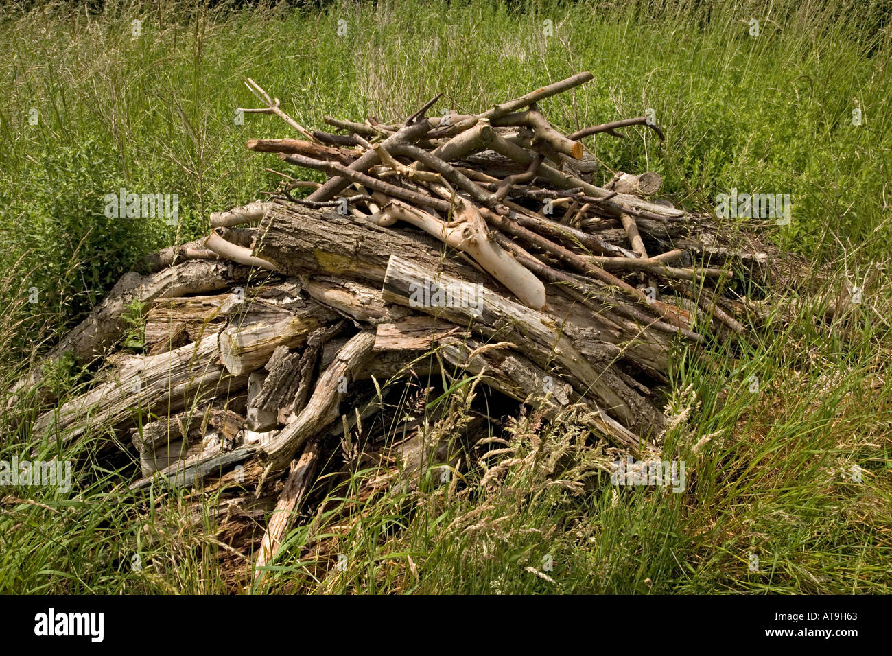 Conservation woodpile in a wildlife garden for invertebrates etc Stock ...