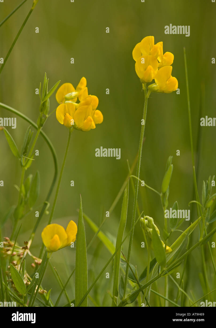 Meadow vetchling lathyrus pratensis hi-res stock photography and images ...