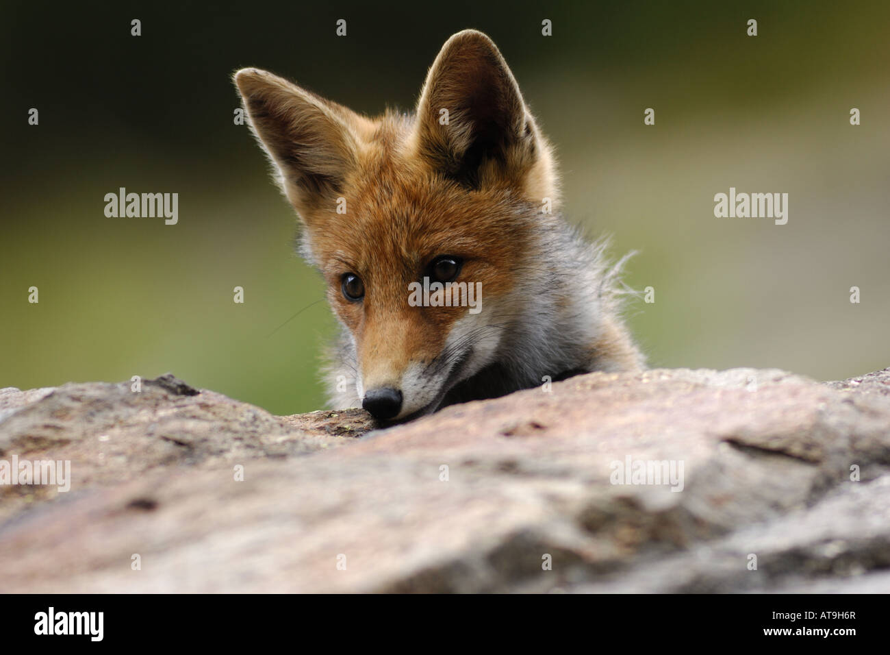 Volpe rossa hi-res stock photography and images - Alamy