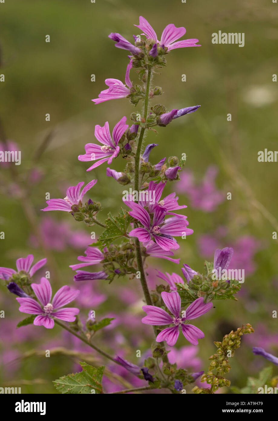 Common mallow Malva sylvestris Stock Photo - Alamy