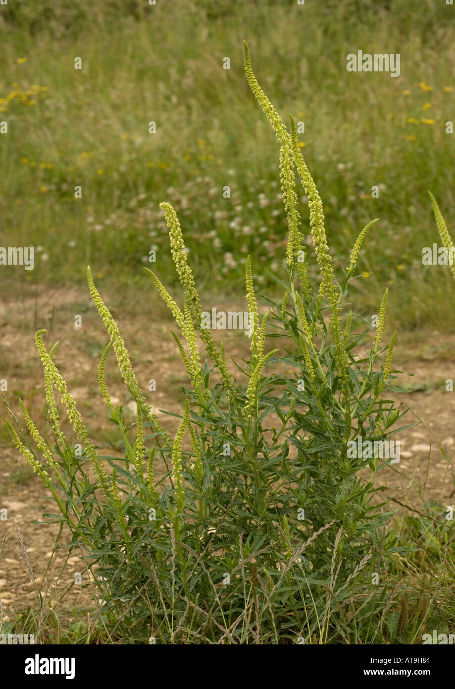 Weld plant reseda luteola hi-res stock photography and images - Alamy