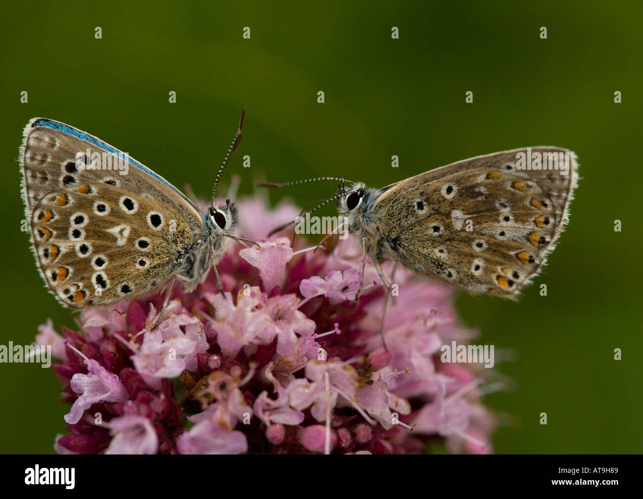 Blue underwings hi-res stock photography and images - Alamy