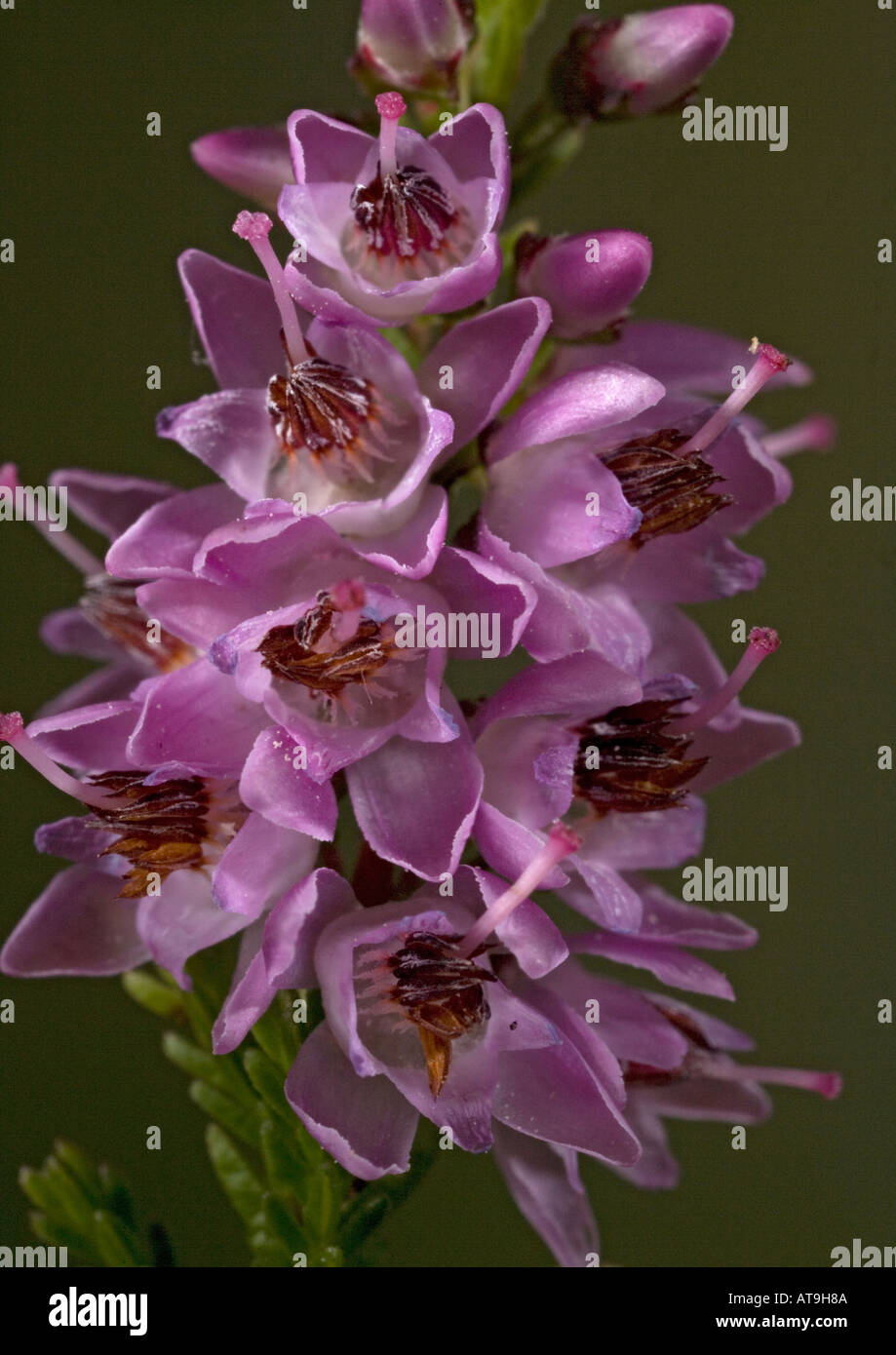 Ling or heather in flower twice life size Calluna vulgaris Stock Photo ...