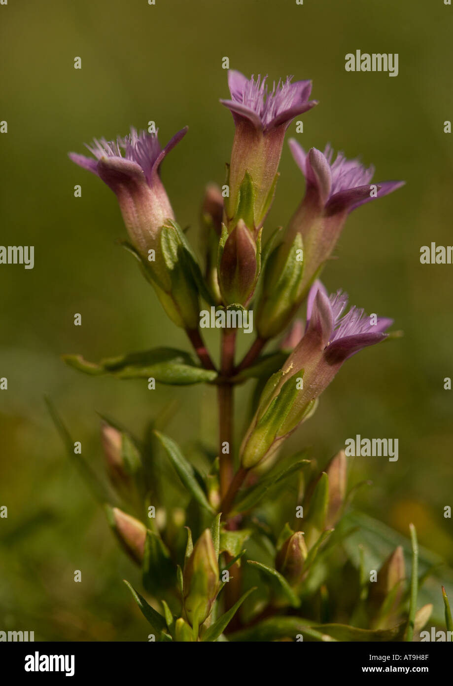 Autumn felwort hi-res stock photography and images - Alamy