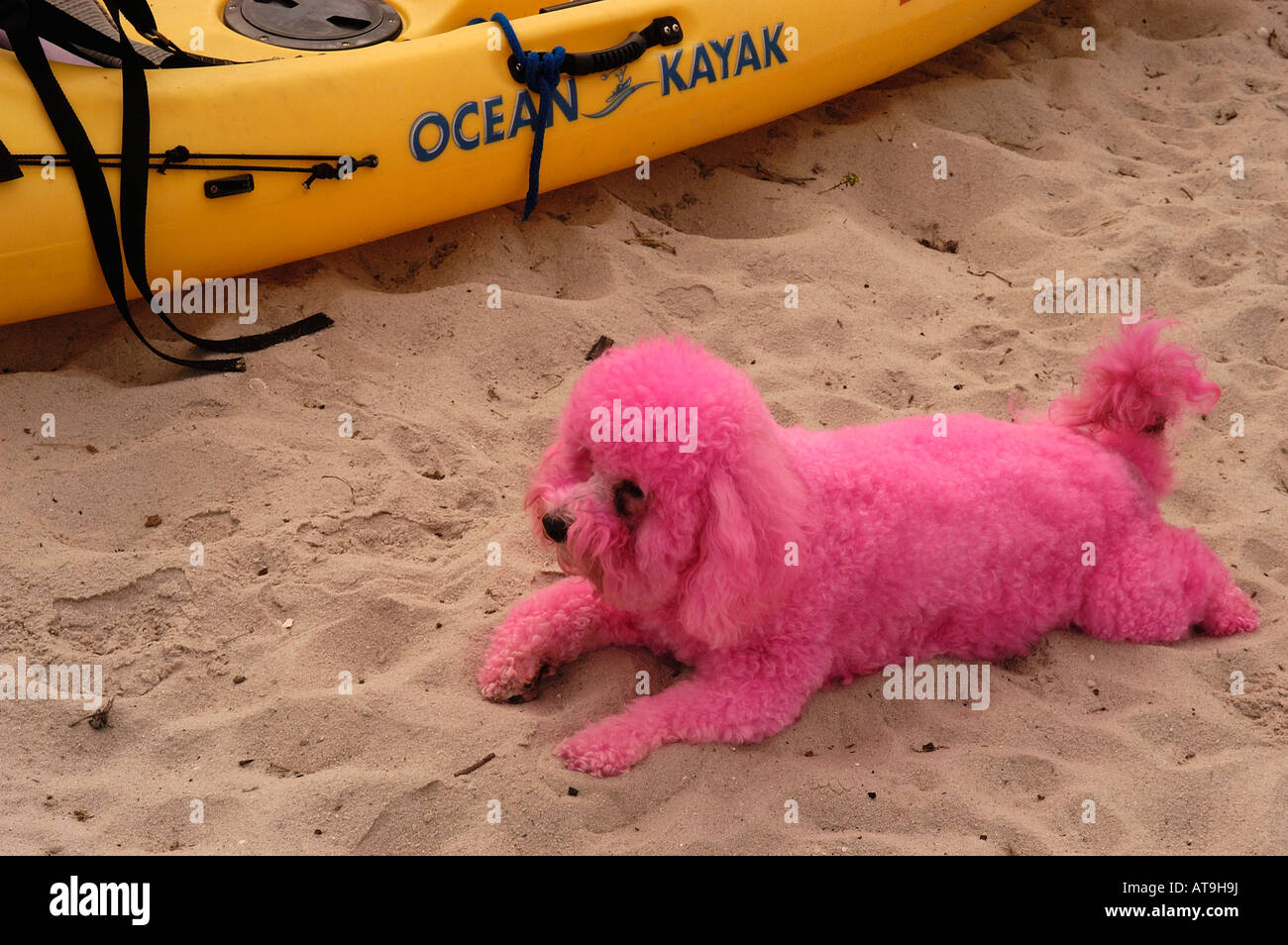 Pink poodle on beach next to Ocean kayak Stock Photo - Alamy