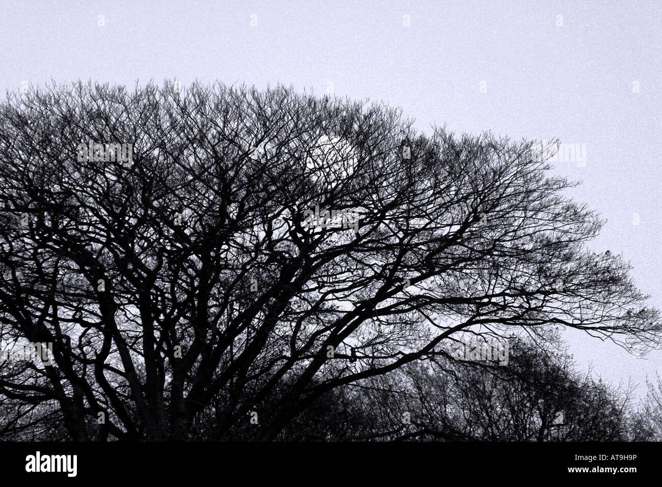 Moody dusk shot of stark winter tree with moon behind it showing ...