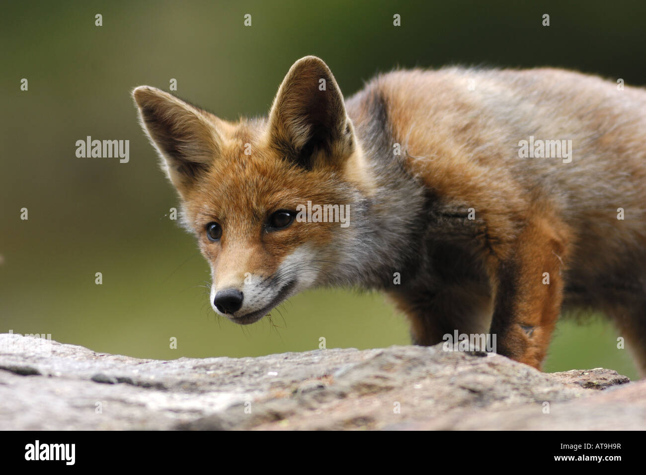 Volpe rossa hi-res stock photography and images - Alamy