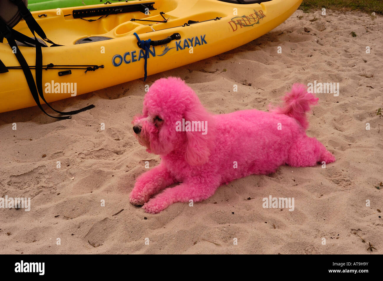 Pink poodle on beach next to Ocean kayak Stock Photo - Alamy