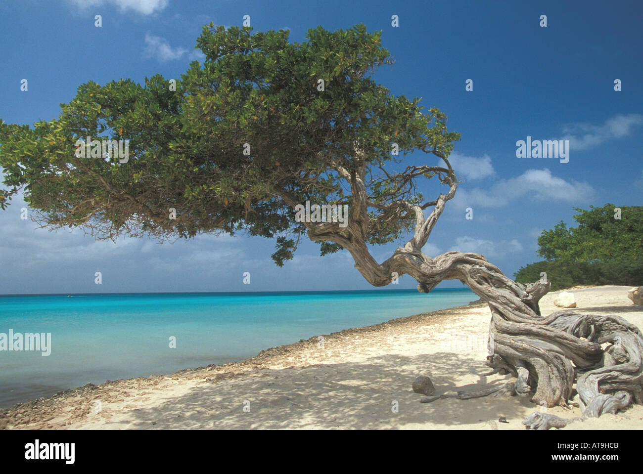 divi divi tree aruba national symbol Stock Photo - Alamy