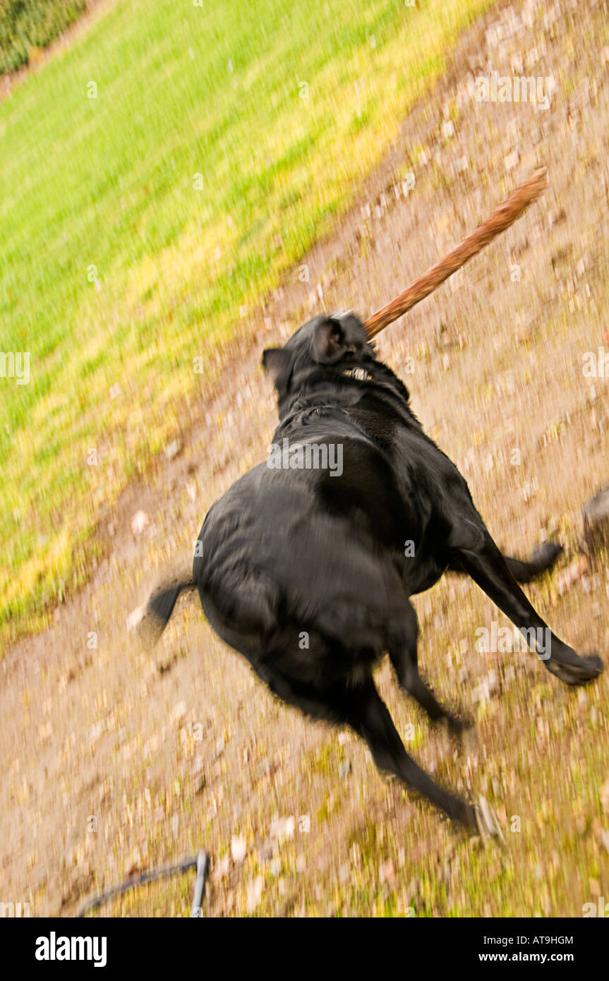 Fetch the stick hi-res stock photography and images - Alamy